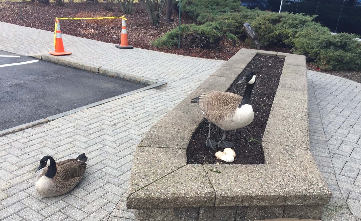 Canada geese protect eggs at main entrance of busy CNY office building ...