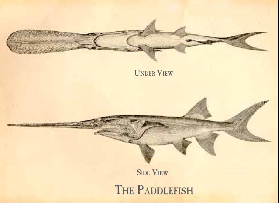 Restoring Western NY's primitive paddlefish continues after nearly 20 ...