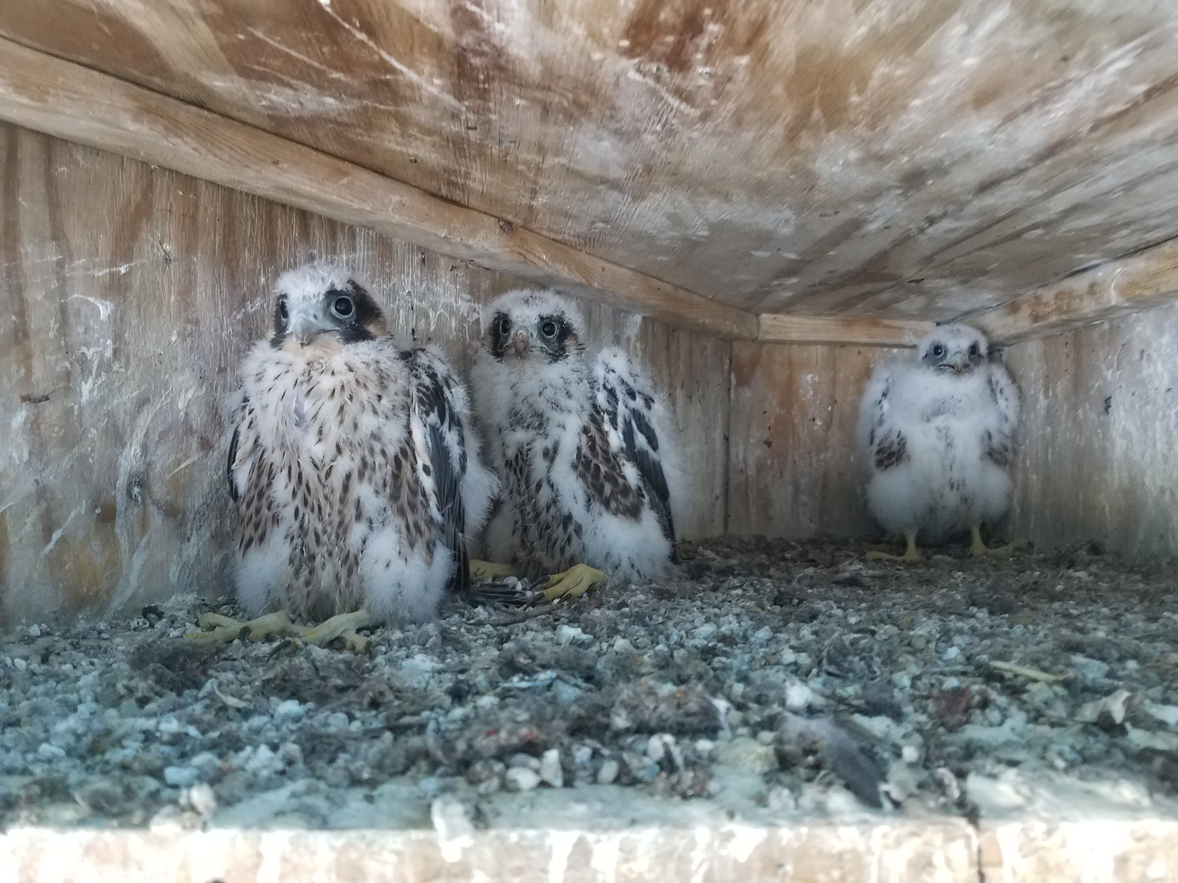 Photos: 3 adorable baby peregrine falcons recently hatched on NYS ...
